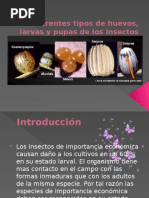 J.L.J.A - Tipos de Pupa | PDF | Crisálida | Mosca
