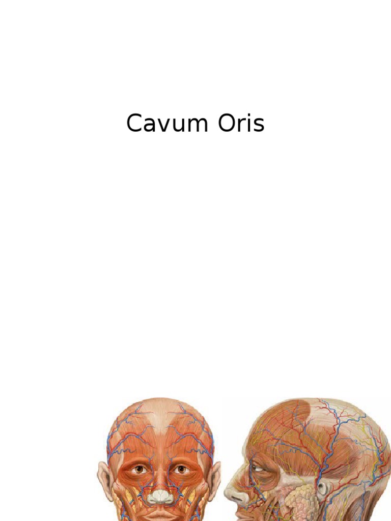 Cavum Oris | PDF | Tongue | Human Tooth