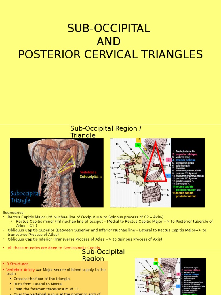 Cervical Triangles | PDF | Neck | Vertebra