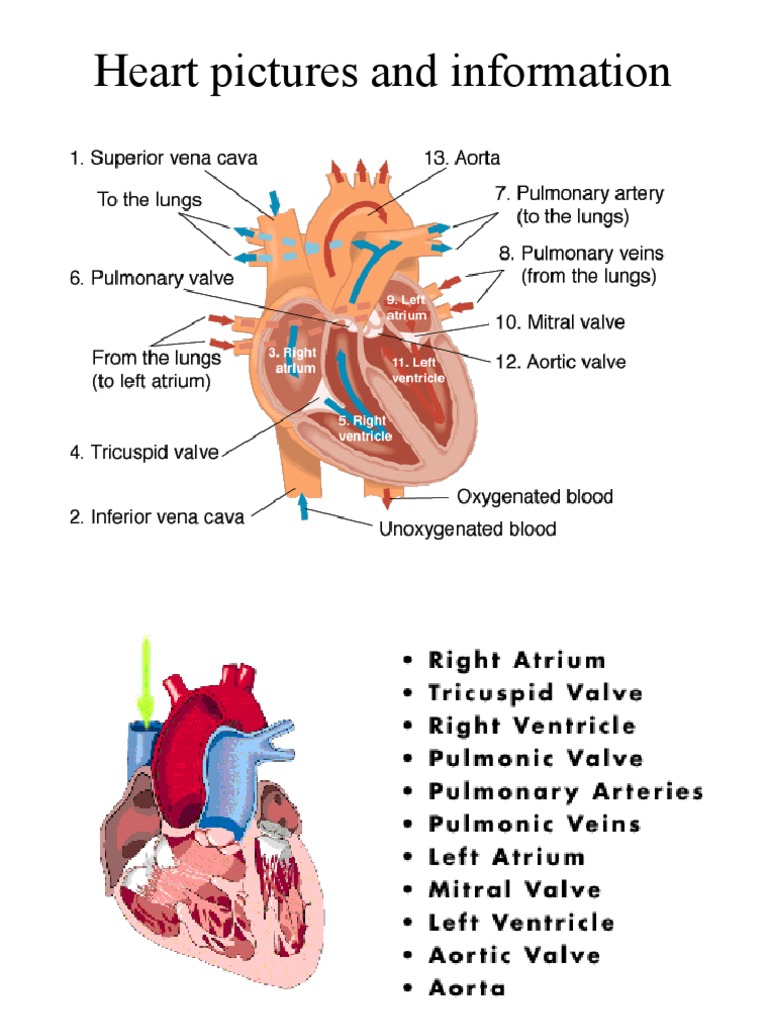 Heart Pictures and Information | PDF