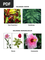 Mga Uri NG Halamang Ornamental | PDF