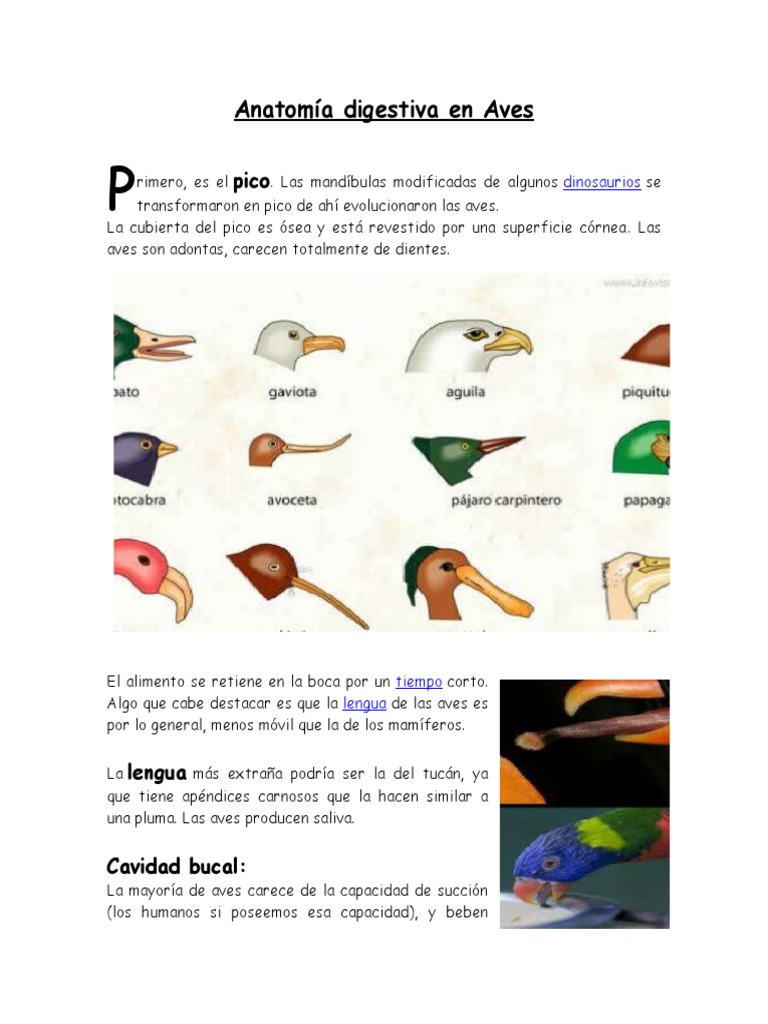 Anatomía Digestiva en Aves | PDF | Rumiante | Digestión