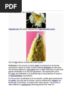 Pollination Class 12 Biology Project | PDF | Pollination | Pollinators