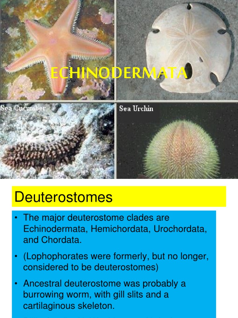 Echinodermata PDF | PDF | Living Fossils | Organisms