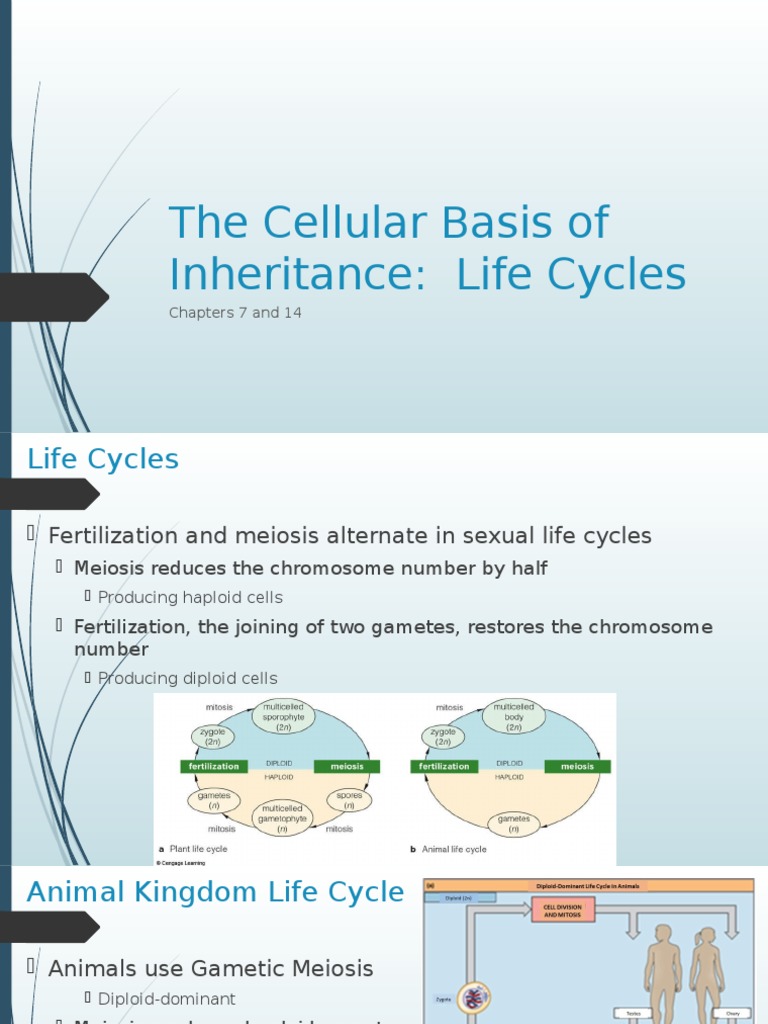 7: The Cellular Basis Of Inheritance – KQTRUC