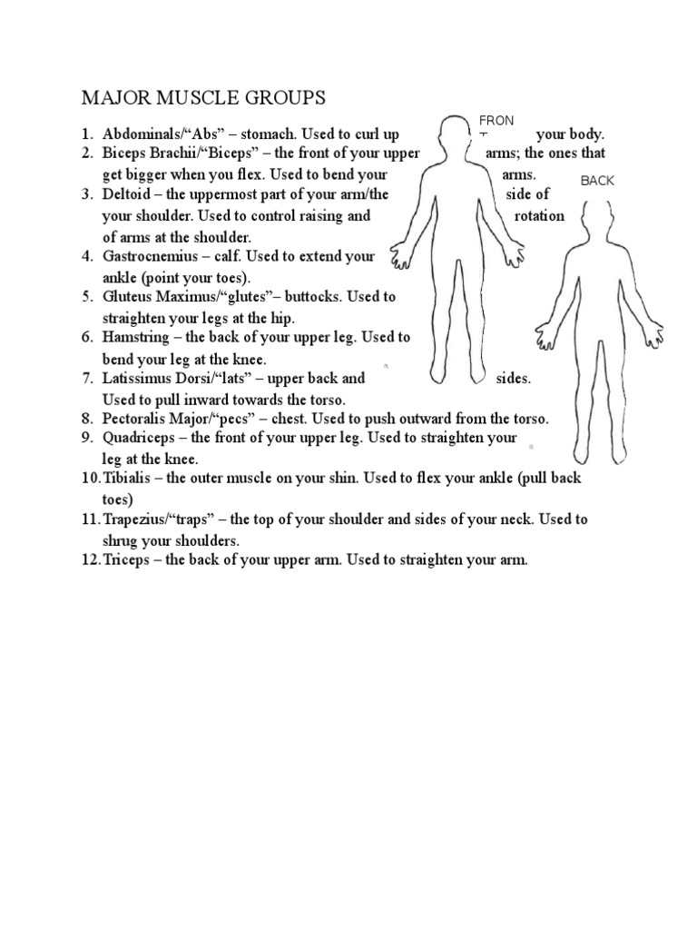Overview of Major Muscle Groups | PDF | Wellness