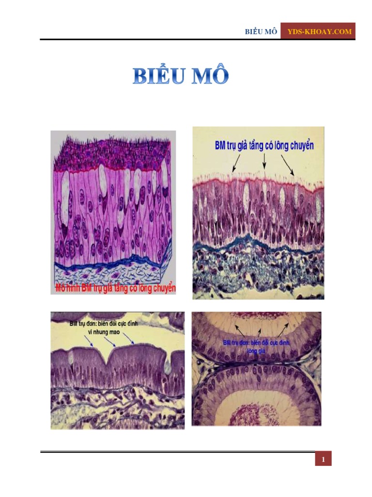 Bieu Mo YDS | PDF