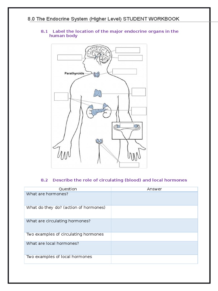 8 0 The Endocrine System | PDF | Hormone | Endocrine System