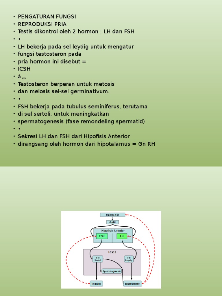 Hormon LH dan FSH dalam Reproduksi Pria | PDF | Sains & Matematika