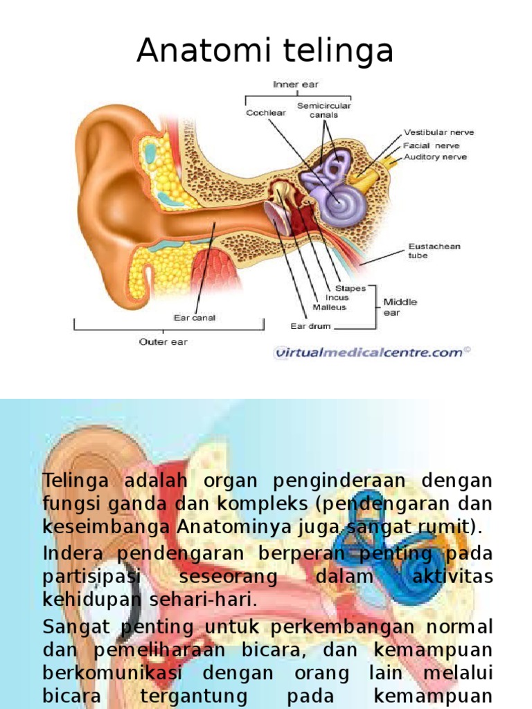 Anatomi Fisiologi Telinga | PDF