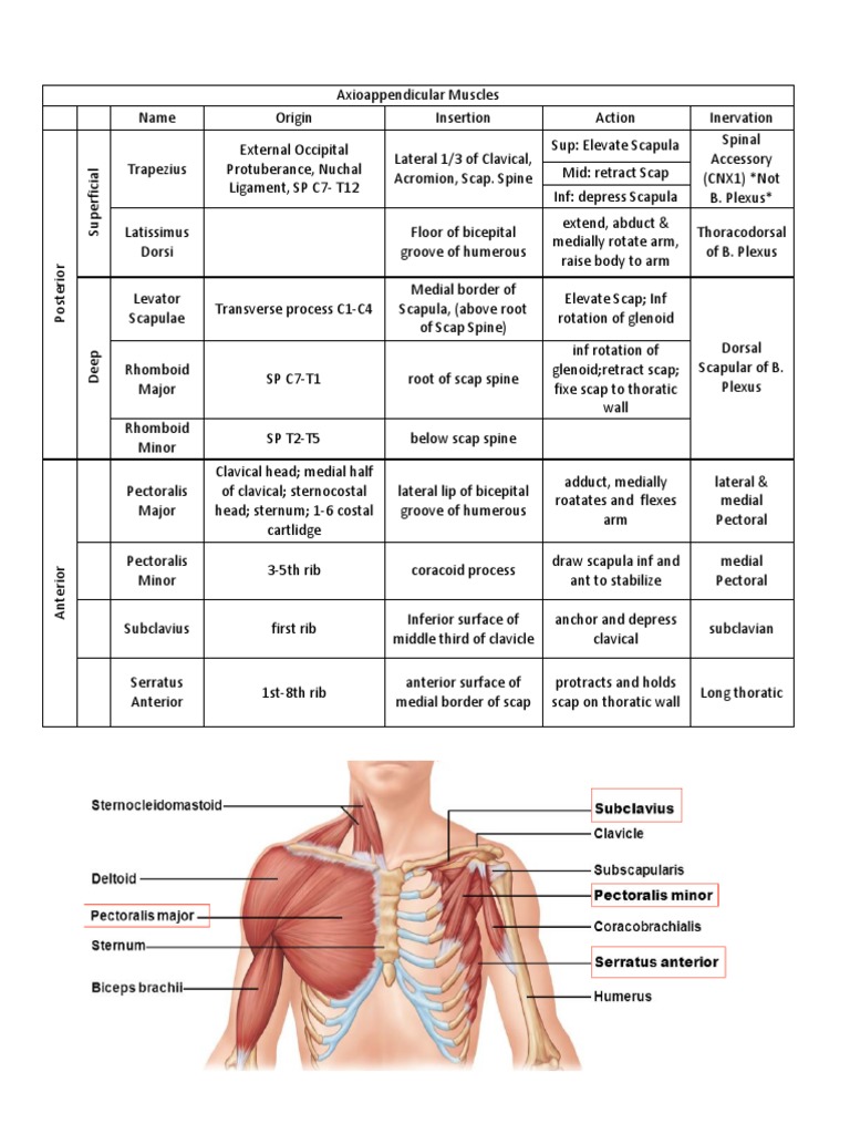 Upper Limb Muscles | PDF | Thumb | Arm