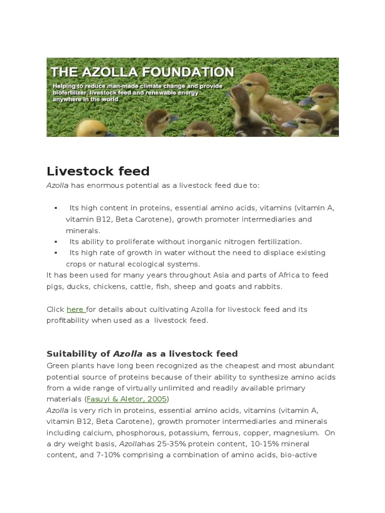 Livestock feed: Azolla has enormous potential as a livestock feed due to
