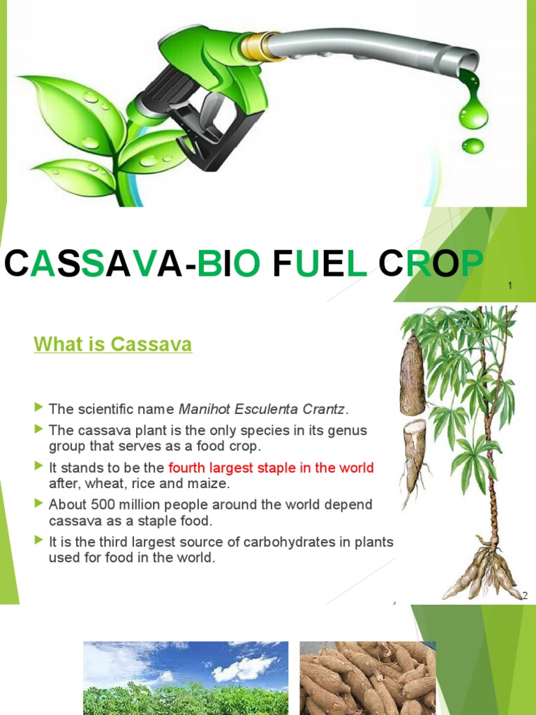 Cassava Biofuel Crop | PDF | Biofuel | Food And Drink