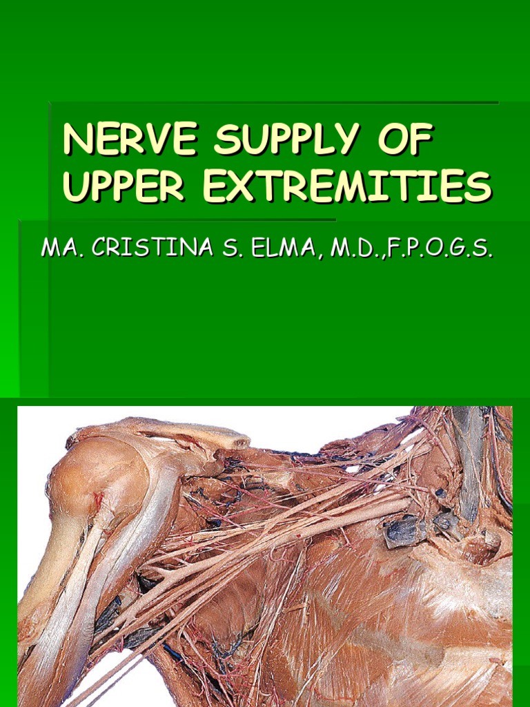 Upper Extremities Nerve Supply | PDF