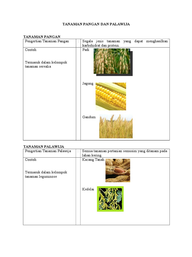 Tanaman Pangan Dan Palawija | PDF