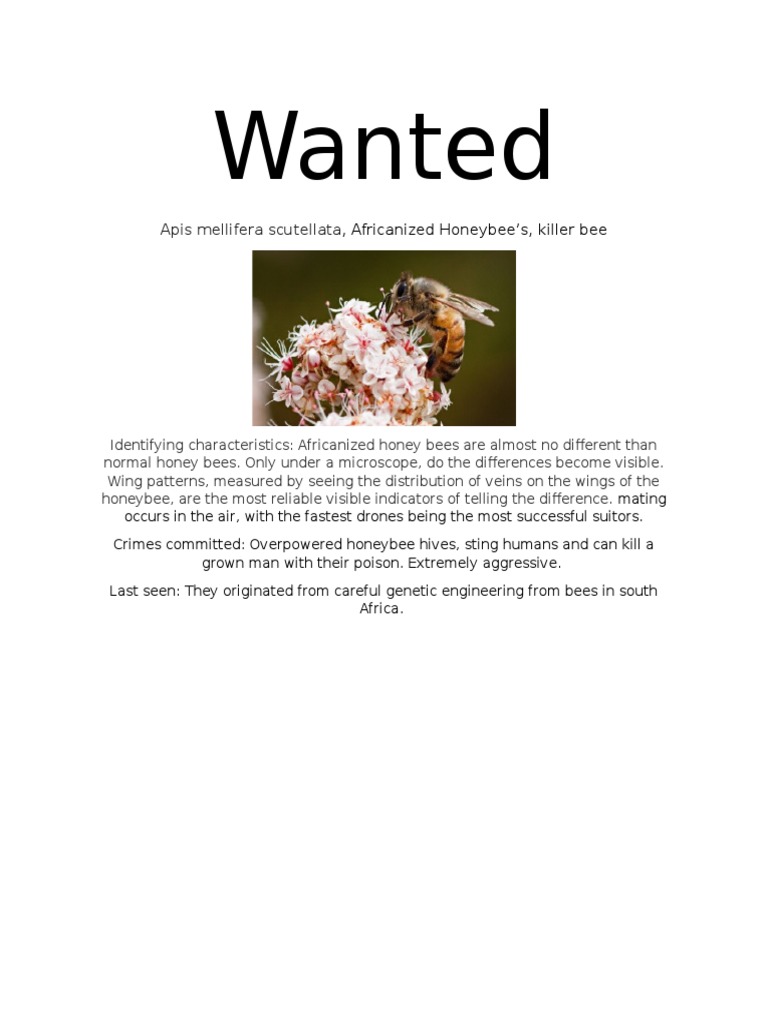 Wanted Poster | PDF