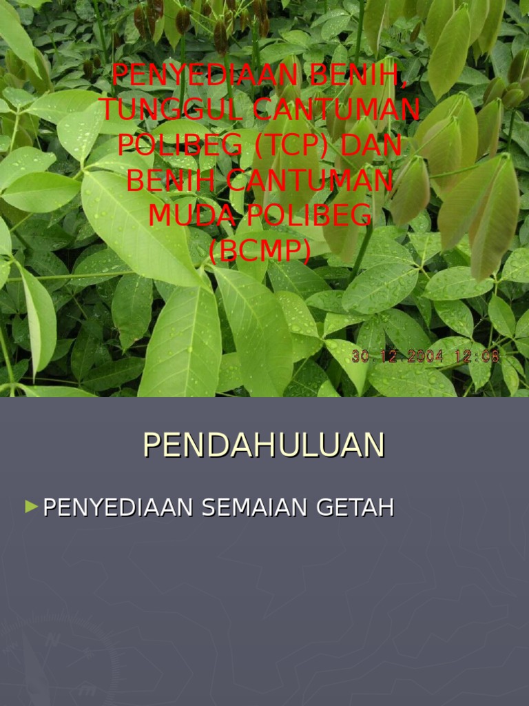 Penyediaan Benih TCP Dan BCMP | PDF