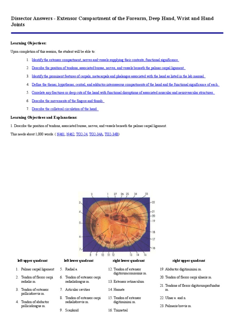 Dissection 11 - Extensor Compartment of The Forearm, Deep Hand, Wrist ...