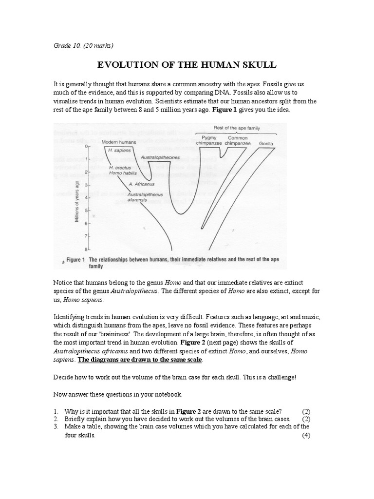 Human Skull Evolution: Trends and Analysis | PDF