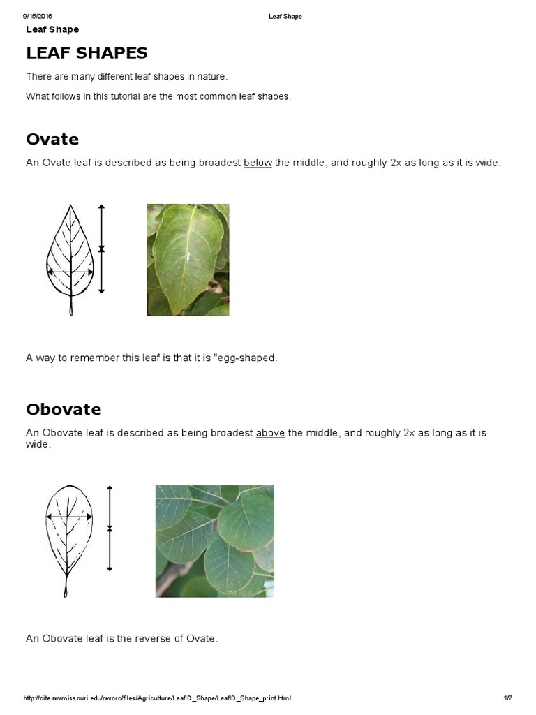 Leaf Shapes | PDF | Leaf | Botany