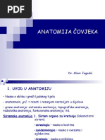 Ispitna Pitanja Iz Anatomije Odgovori | PDF