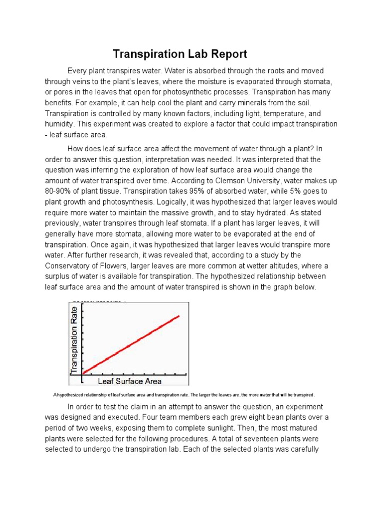 Transpiration Lab Report | PDF | Stoma | Leaf