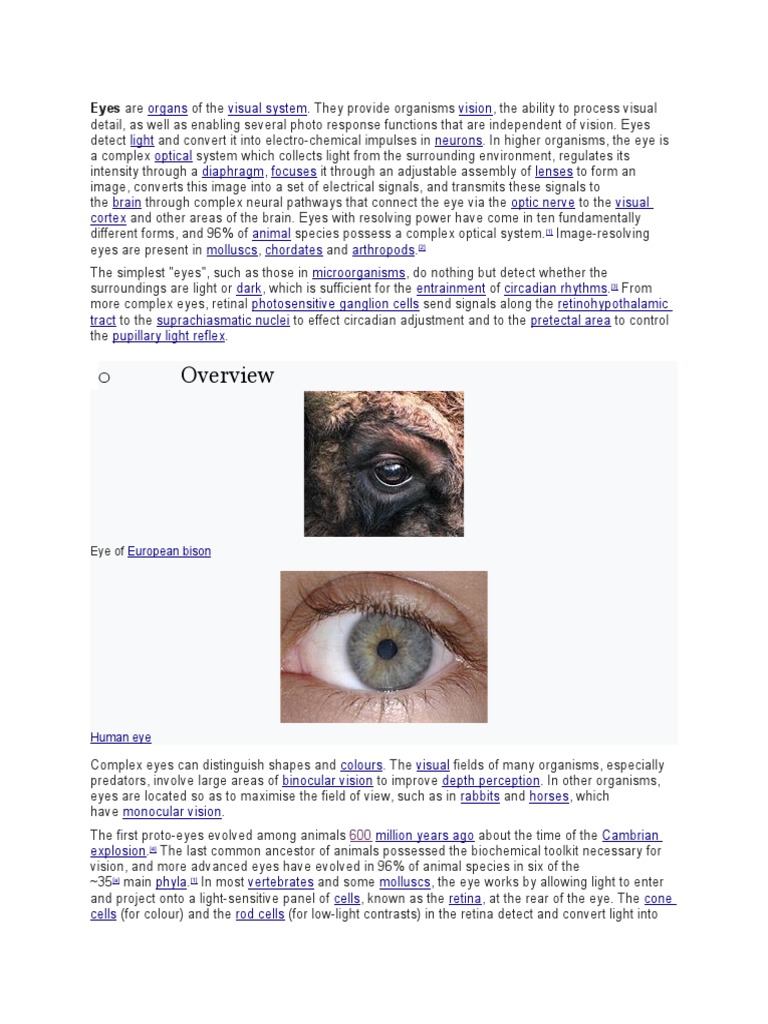 Eyes Are: Eye of | PDF | Eye | Visual System