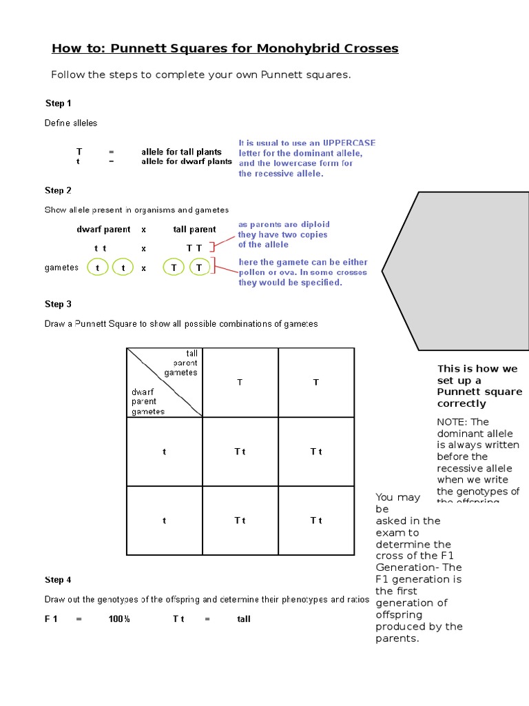 Punnett Squares for Monohybrid Crosses | PDF