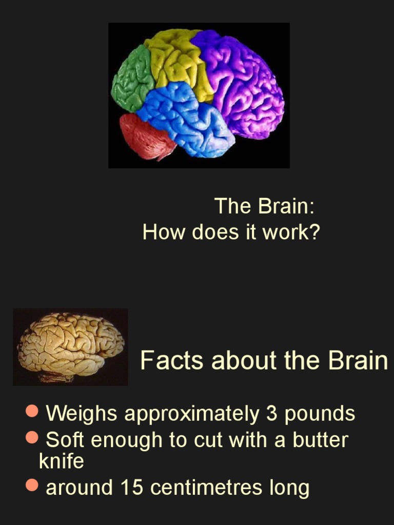 The Brain: How Does It Work? | PDF | Neuron | Axon