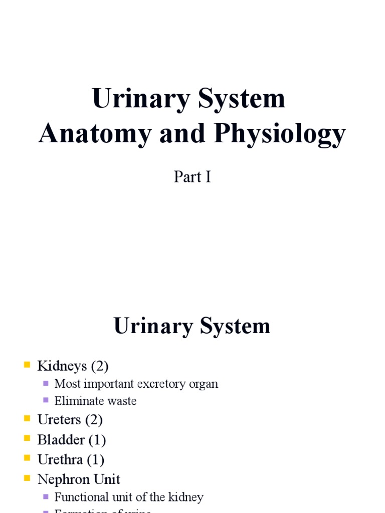 Urinary System: Anatomy and Physiology | PDF | Kidney | Urinary System
