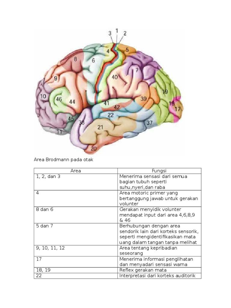 Fungsi Area Brodmann pada Otak | PDF | Kajian Bahasa Asing