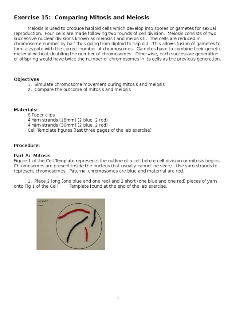Mitosis and Meiosis Simulation Lab | PDF | Meiosis | Chromosome