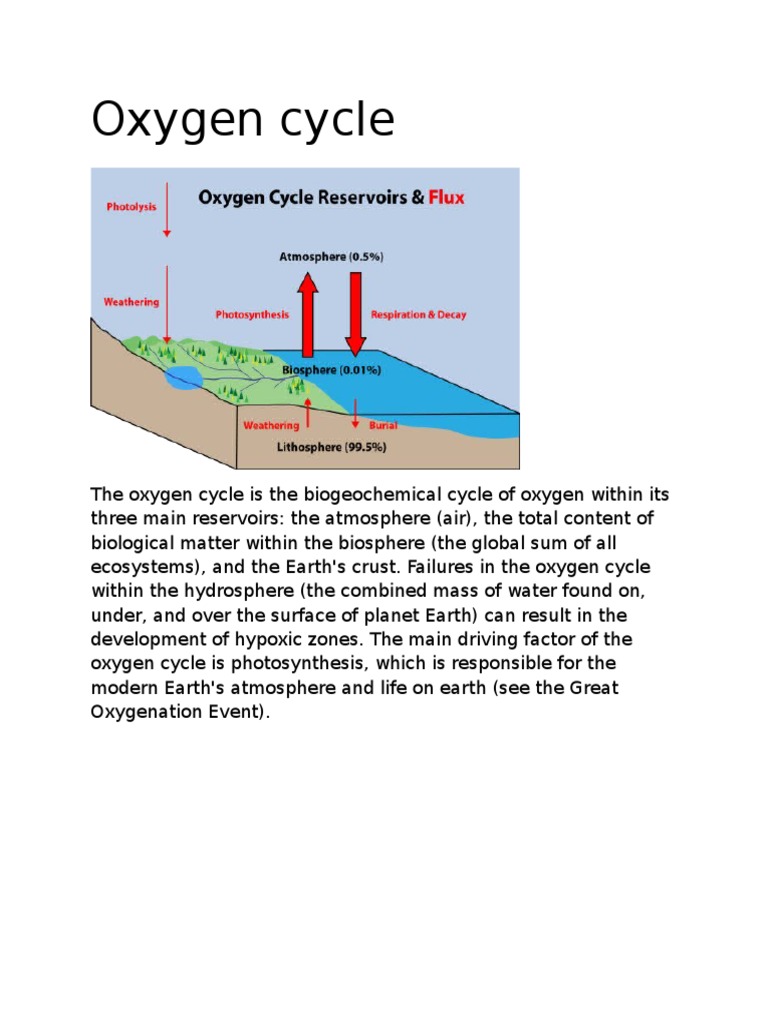 Oxygen Cycle | PDF