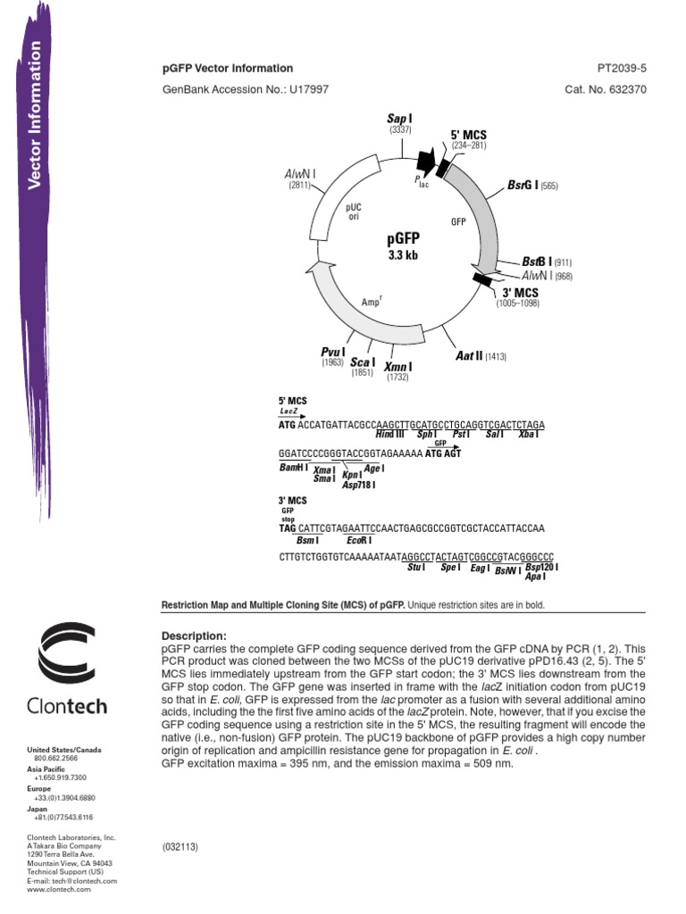 pGFP vector-29-05-2015 | Directionality (Molecular Biology) | Green ...