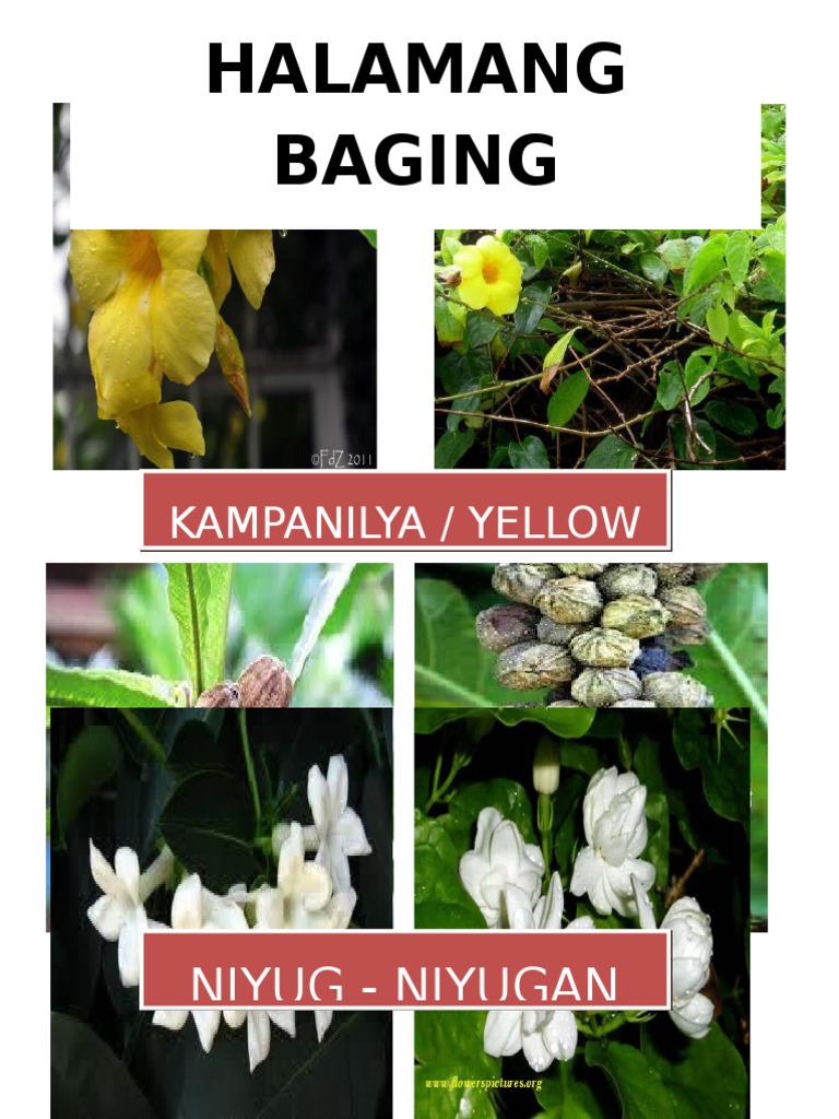 Halamang Ornamental Princess | PDF | Home & Garden