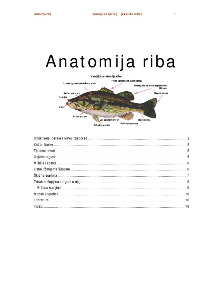 Anatomija Rib 1 PDF | PDF