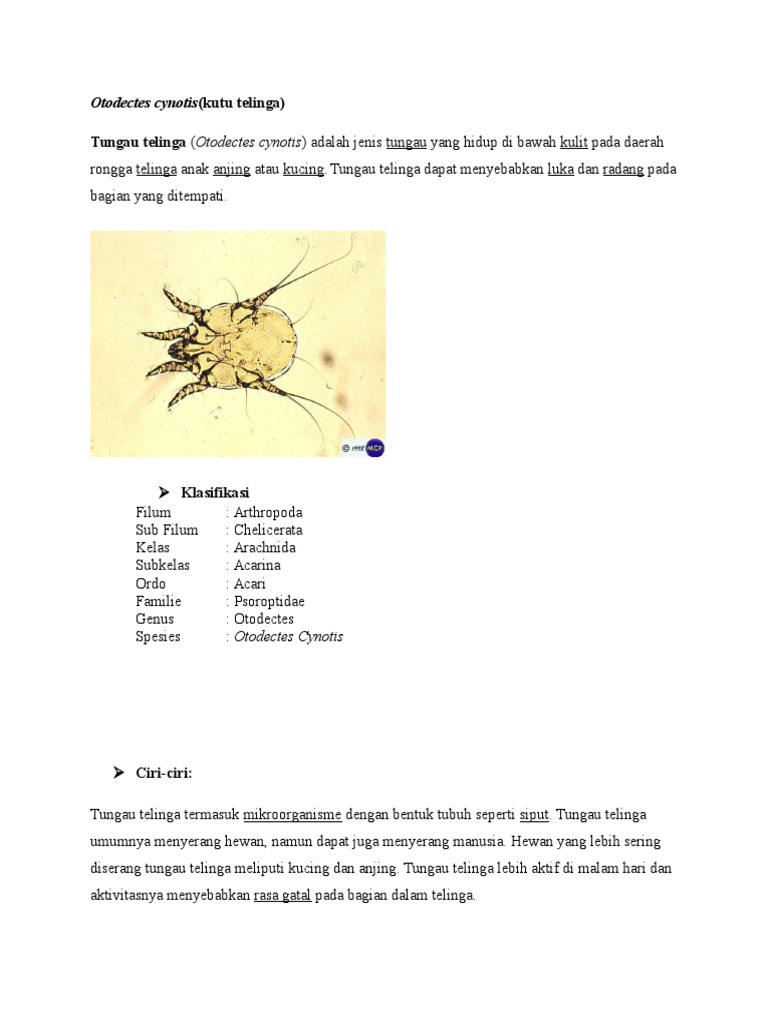 Otodectes Cynotis | PDF | Griya & Taman | Kesehatan Holistik