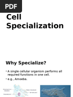 Specialised Cells Worksheet | PDF | Cell (Biology) | Blood