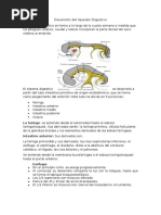 Persistencia del Conducto Onfalomesentérico | PDF | Anatomía ...