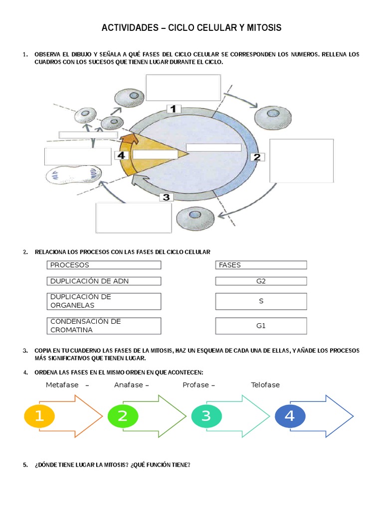 Actividades - Ciclo Celular