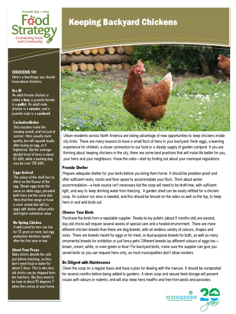 2015 Backyard Chickens Fact Sheet | Chicken | Egg | Free 30-day Trial ...
