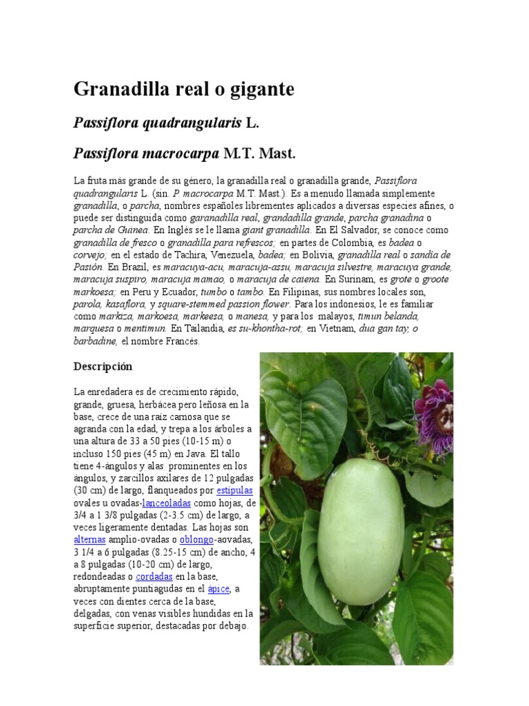Granadilla Real: Cultivo y Características | PDF | Agricultura ...