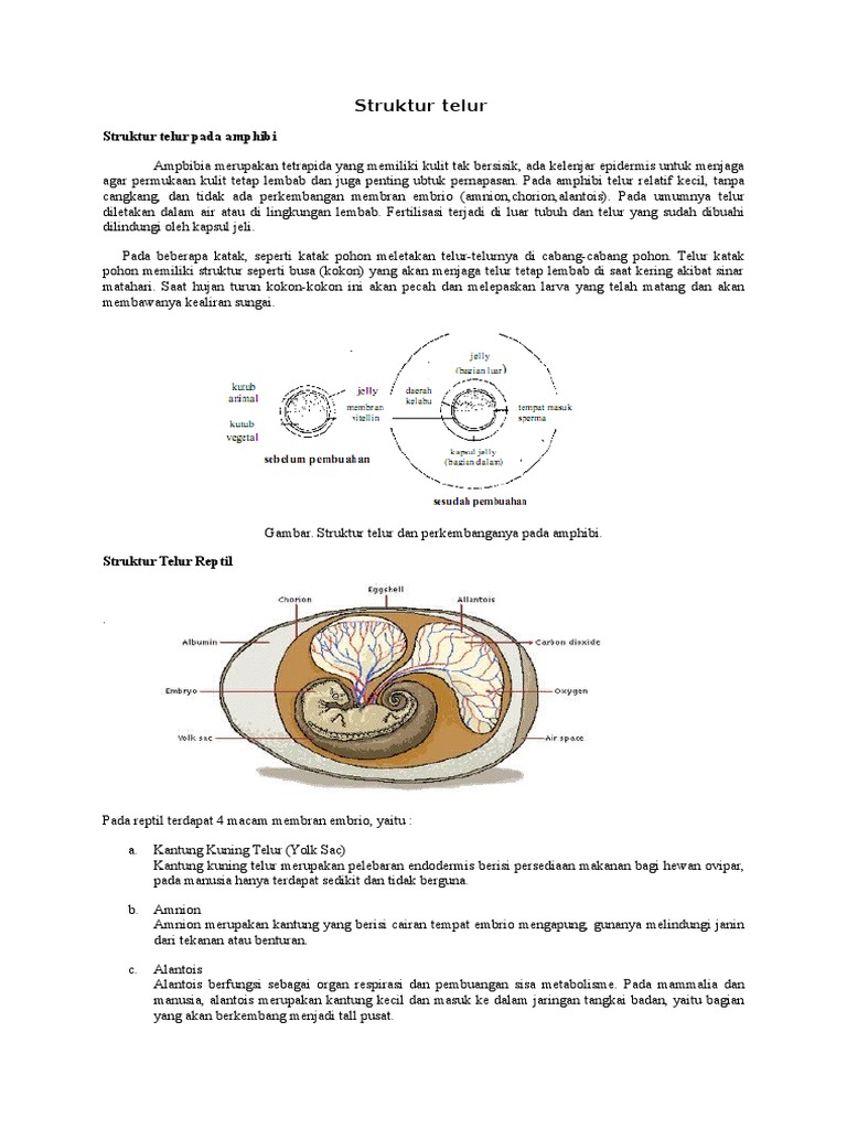 Struktur Telur | PDF