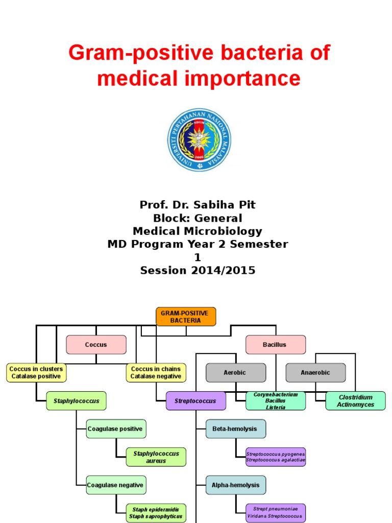An Overview of Medically Important Gram-Positive Bacteria | PDF ...