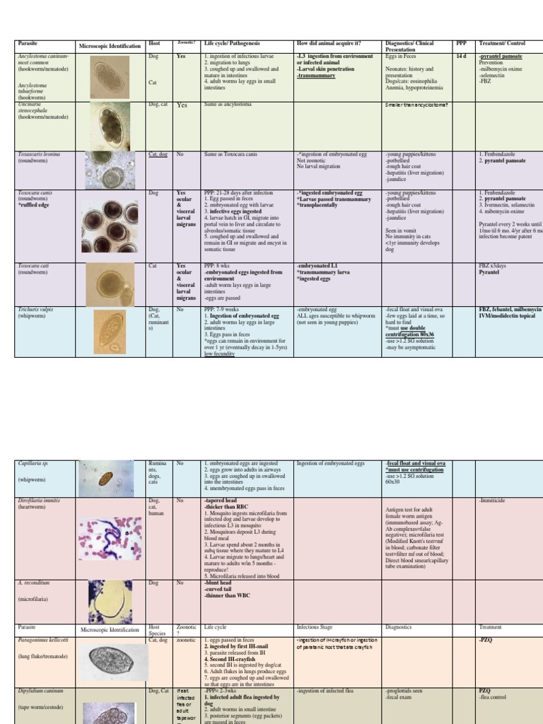 Veterinary Parasite Identification Guide | PDF | Veterinary Medicine ...