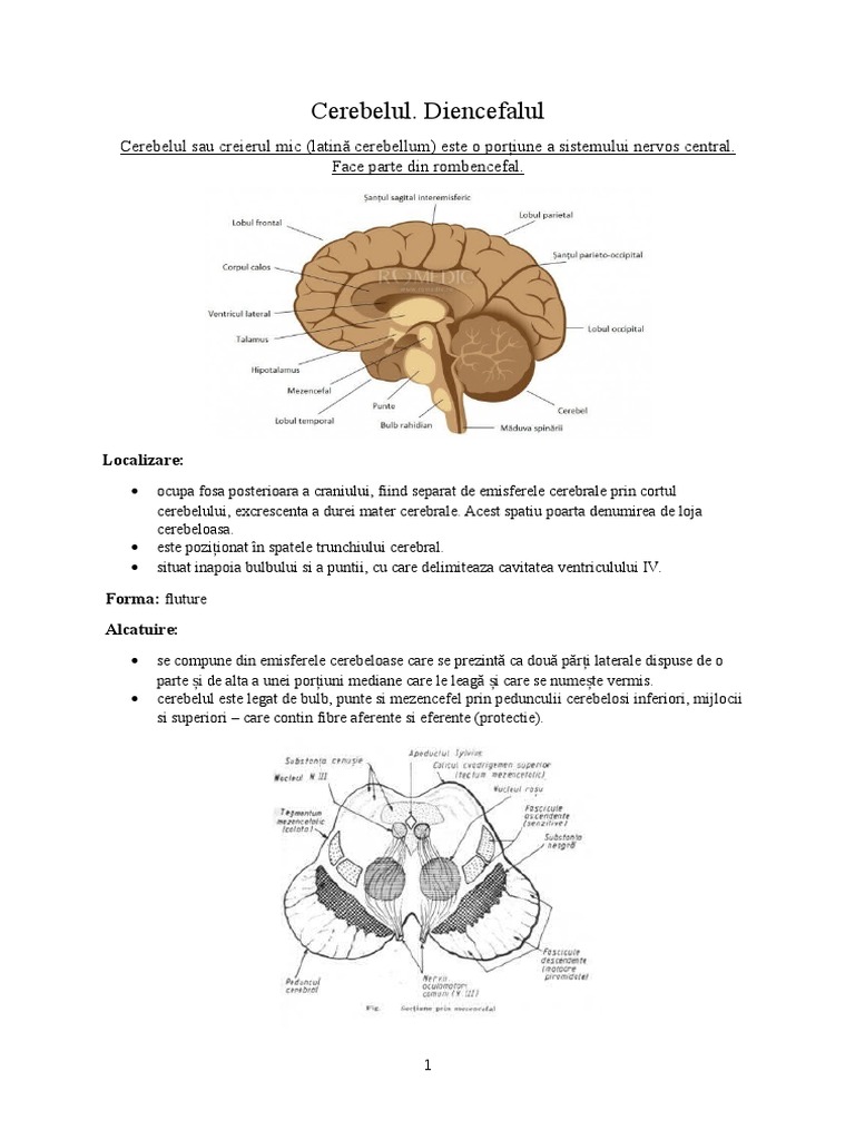 Cerebelul Si Diencefalul | PDF