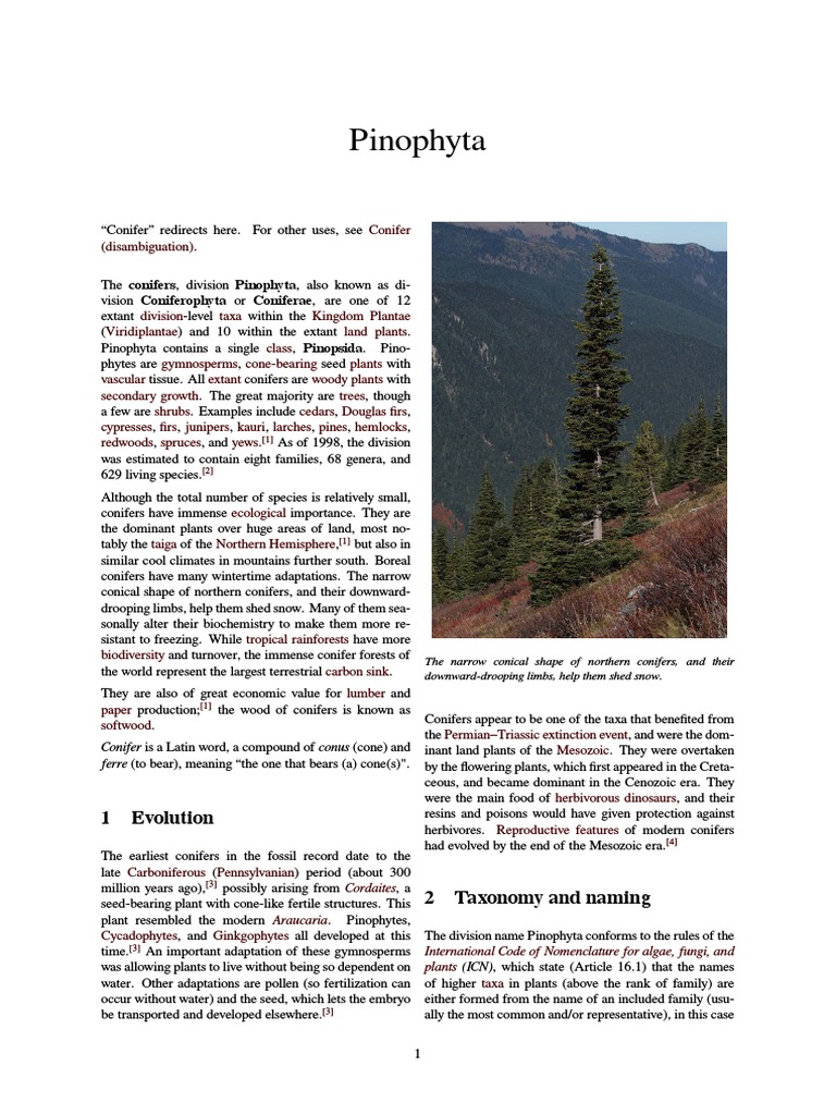 Pinophyta: 1 Evolution | PDF | Pinophyta | Fertilisation