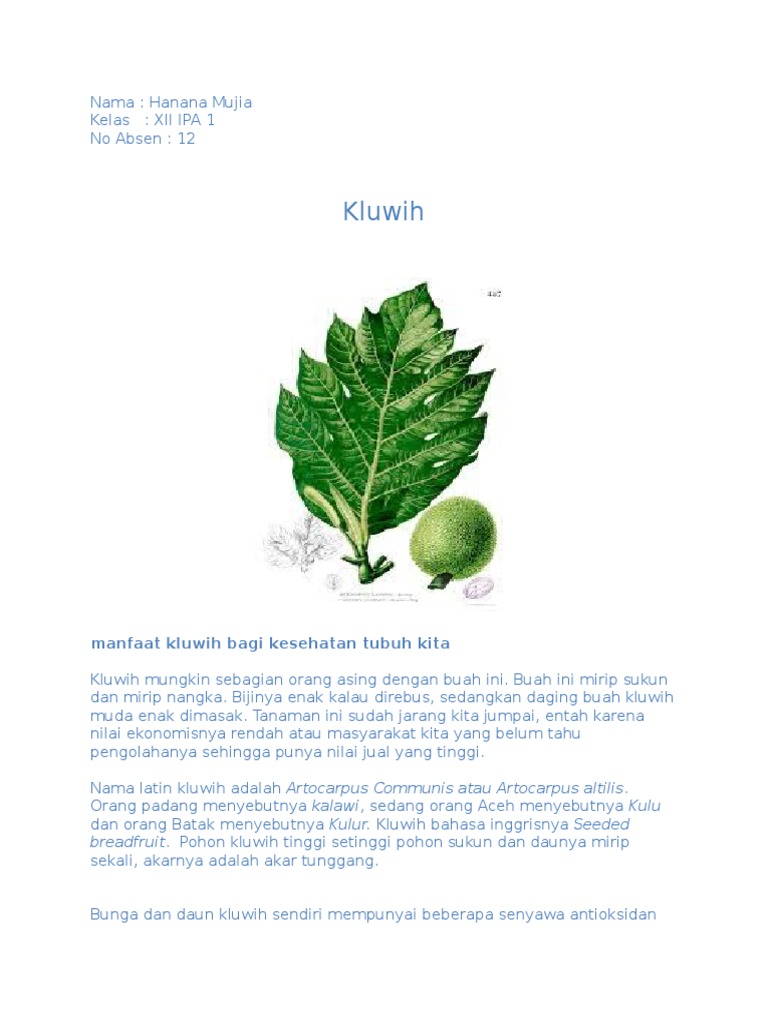 Kluwih 1 | PDF