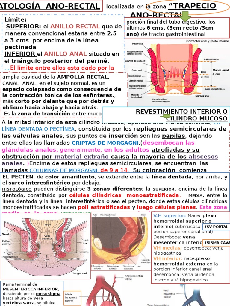 14 Patologia Ano-Rectal | PDF | Hemorroides | Gastroenterología