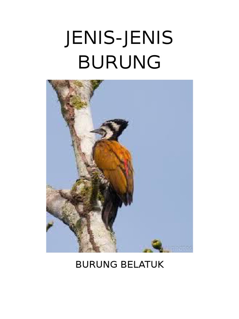 Jenis Jenis Burung | PDF